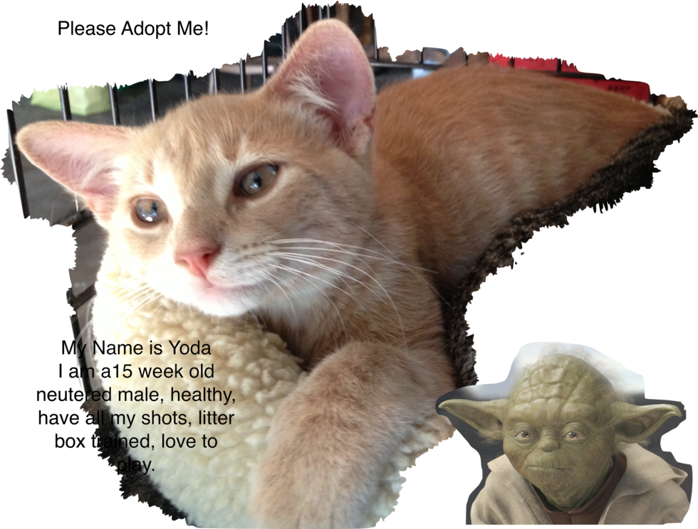 Download Yoda - Full Size PNG Image - PNGkit