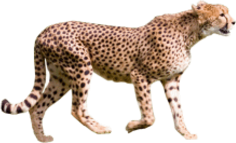 Download Free Png Cheetah Png Images Transparent - Cheetah Png - Full ...