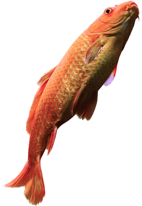 Download Fish - Png Fish In Water - Full Size PNG Image - PNGkit
