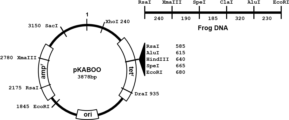 Download You Wish To Make A Recombinant Dna Molecule That Will - Full ...