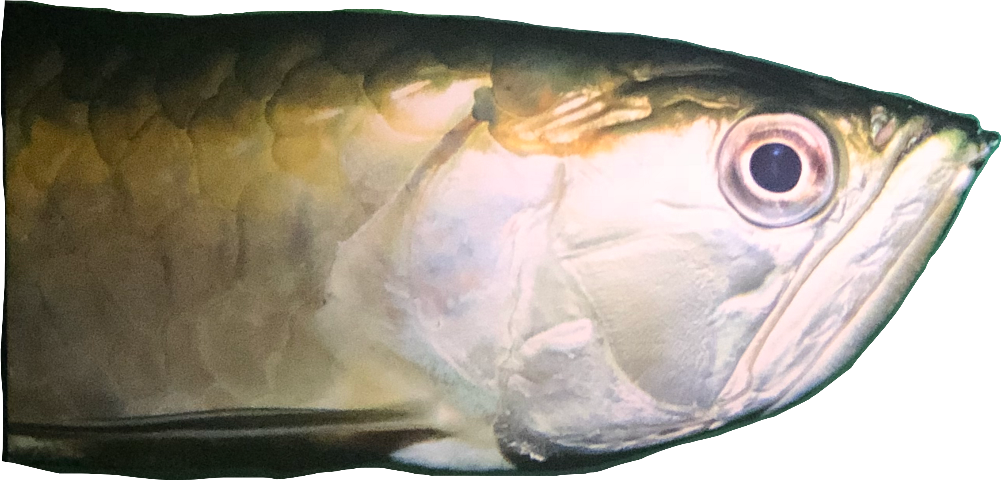 Download Oily Fish - Full Size PNG Image - PNGkit