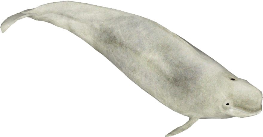 Download Beluga - Wiki - Full Size PNG Image - PNGkit