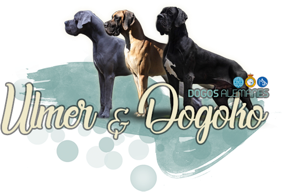 Download Dogo Argentino - Full Size PNG Image - PNGkit