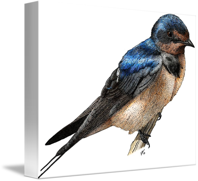 Download Graphic Free Stock Barn Swallow By Roger Hall - Drawing - Full ...