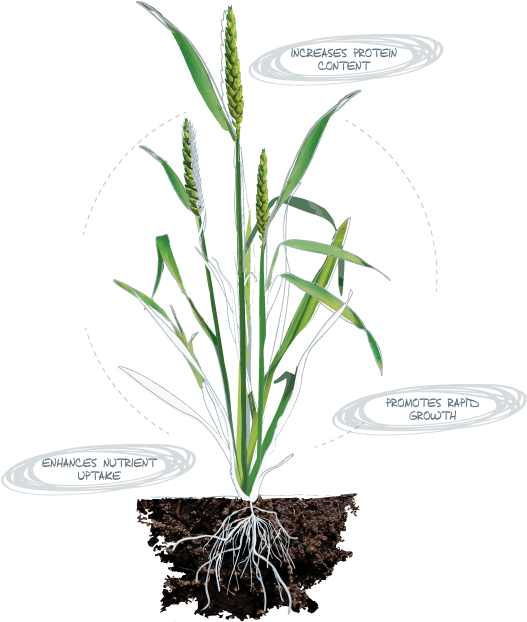 Download Nitrogen - Deficiency Symptons - Full Size PNG Image - PNGkit
