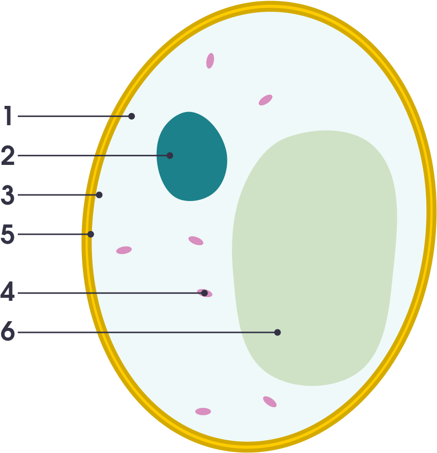 Download File Simple Diagram Of Yeast Cell Numbers Svg Basic - Diagram ...