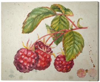 Download A Branch Of Raspberry - Raspberry Watercolor - Full Size PNG ...