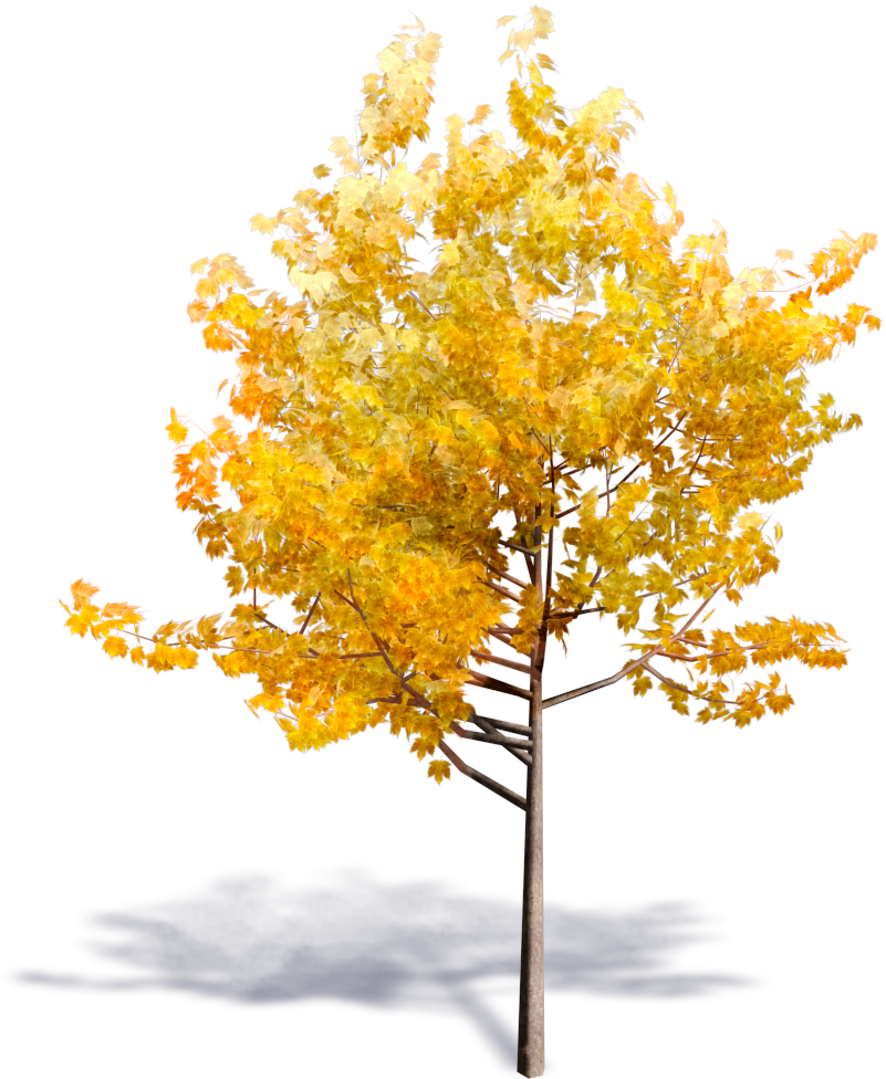 Download Generic Autumn Tree - Yellow Tree Png - Full Size PNG Image ...