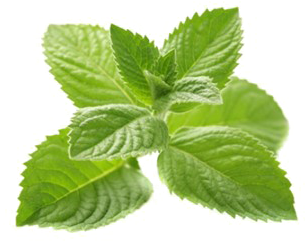 Download Peppermint Png Image With Transparent Background - Amoretti ...