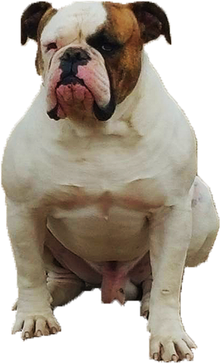 Download Bulldog Muscle Png - Greeting Card - Full Size PNG Image - PNGkit