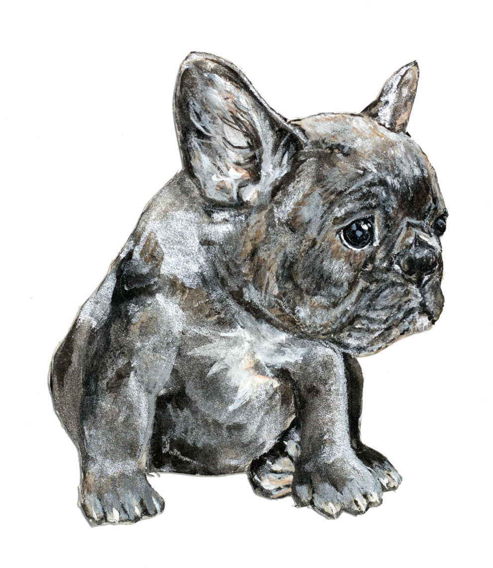 Download Frenchie - Portable Network Graphics - Full Size PNG Image ...