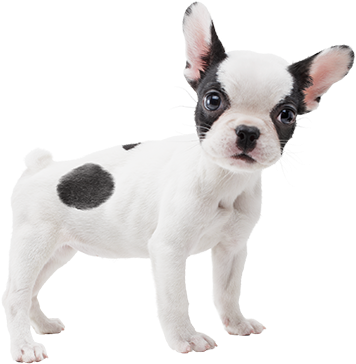 Download Nintendogs Cats - Full Size PNG Image - PNGkit