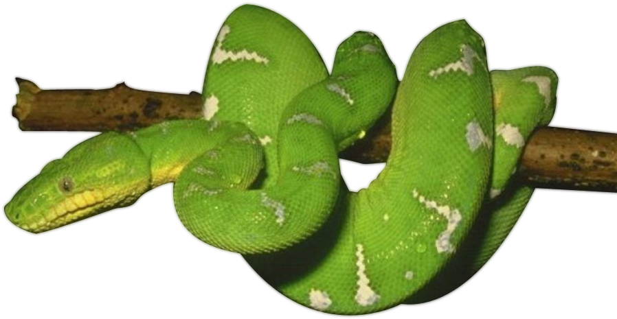 Download Download Snake Png Transparent Images Transparent Backgrounds ...