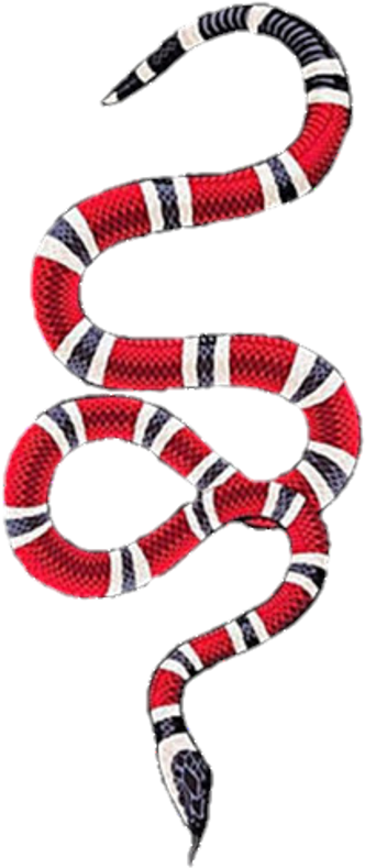 Download Gucci Snake Png - Iphone Se Gucci Case - Full Size PNG Image ...