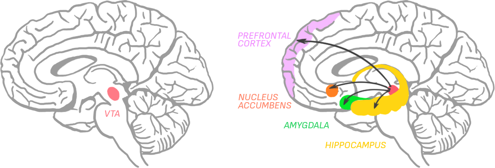 Download Amygdala Is Responsible For Memory, Decision-making - Full ...