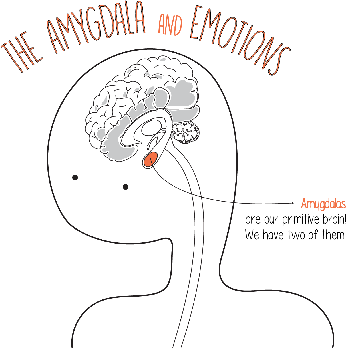 Download Meet Your Brain - Full Size PNG Image - PNGkit