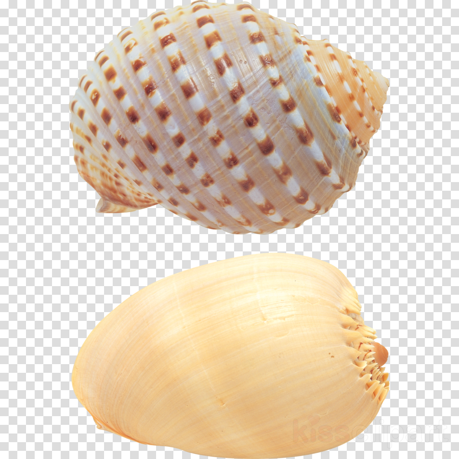 Download Seashell Clipart Cockle Seashell - Full Size PNG Image - PNGkit