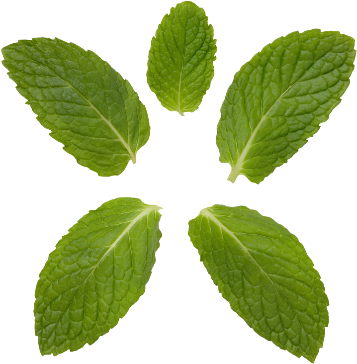 Download Peppermint Transparent Background - Full Size PNG Image - PNGkit