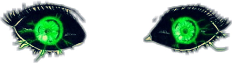 Download Transparent Eyes Green Horror Scary Sticker Fte Picsartpassion ...