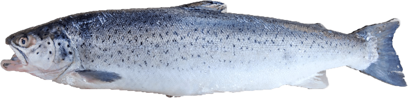 Download Steelhead - Full Size PNG Image - PNGkit