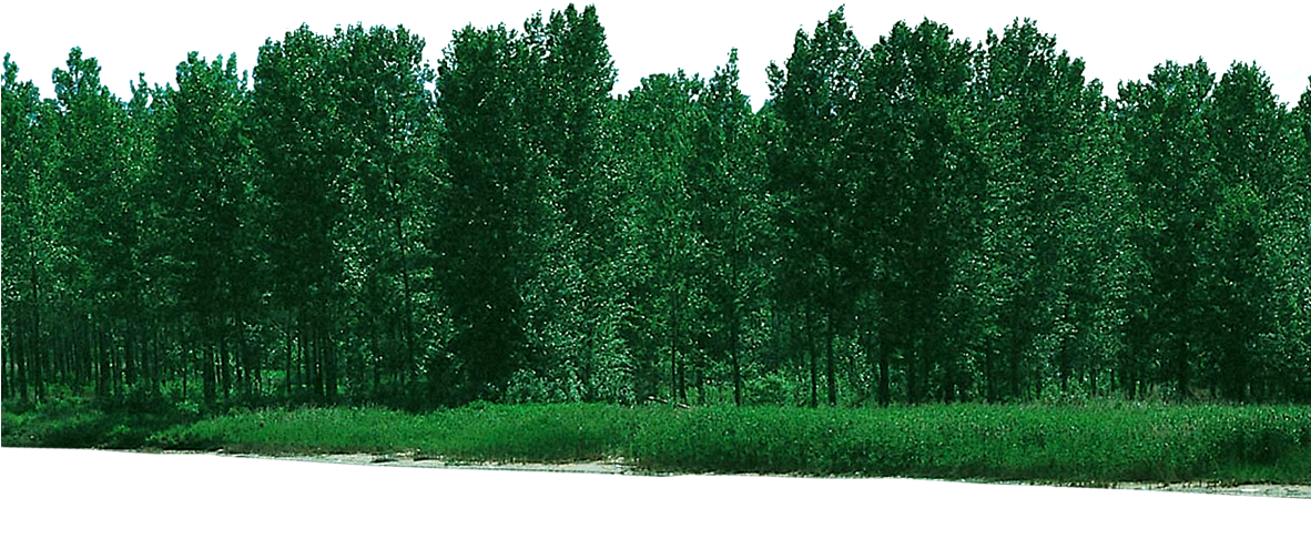Download Transparent Forest Free Download Png - Psd - PNGkit