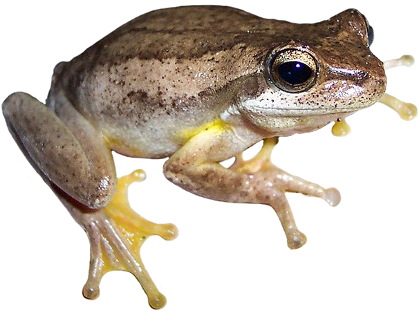 Download Collection Of Free Frog Drawing Background Download - Adult ...