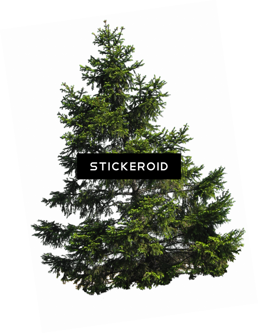 Download Pine Tree - Full Size PNG Image - PNGkit
