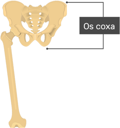 Download Femur Bone - Distal End - Full Size PNG Image - PNGkit