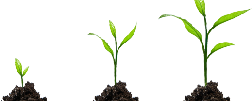 Download Growth Png Image With Transparent Background - Small Plant ...
