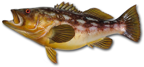 Download Kelp Bass - Calico Fish Png - Full Size PNG Image - PNGkit