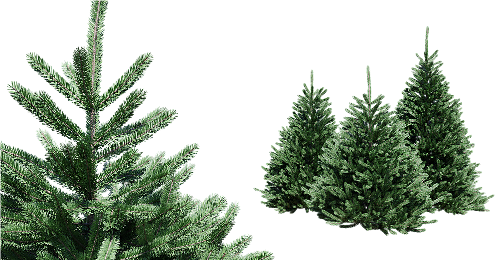 Download Spruce Picea Set Of 4 Trees - Full Size PNG Image - PNGkit