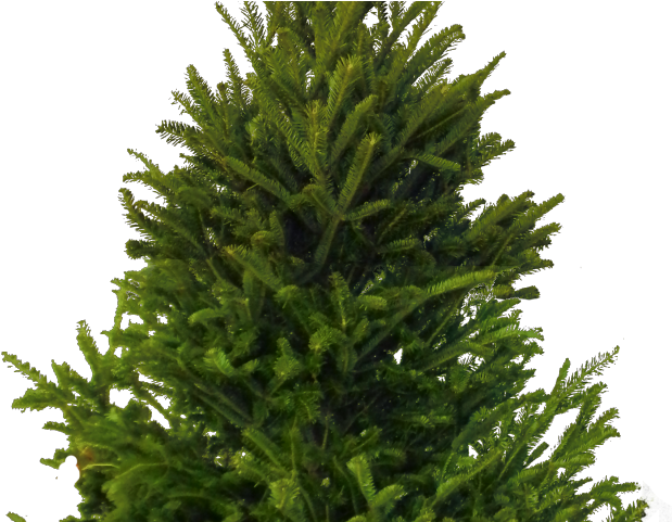 Download Fir-tree Png Transparent Images - Full Size PNG Image - PNGkit