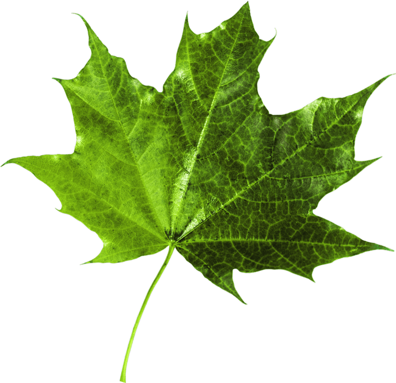 Download Maple Leaf - Full Size PNG Image - PNGkit