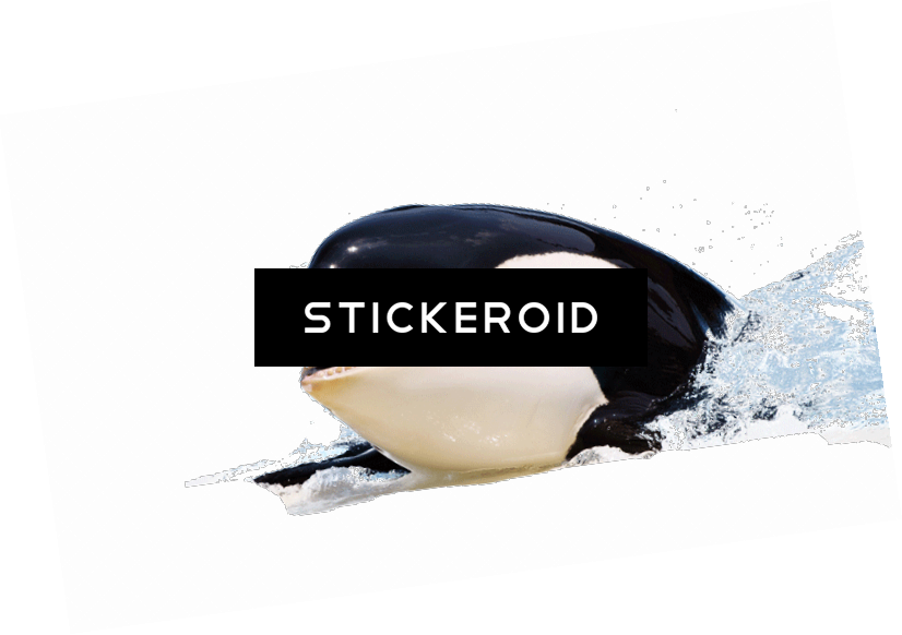 Download Killer Whale - Full Size PNG Image - PNGkit