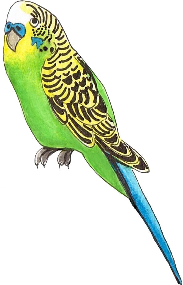 Download Budgie Png - Full Size PNG Image - PNGkit