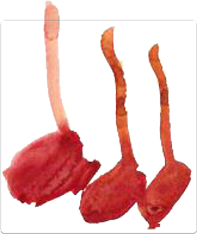 Download Still Life - Full Size PNG Image - PNGkit