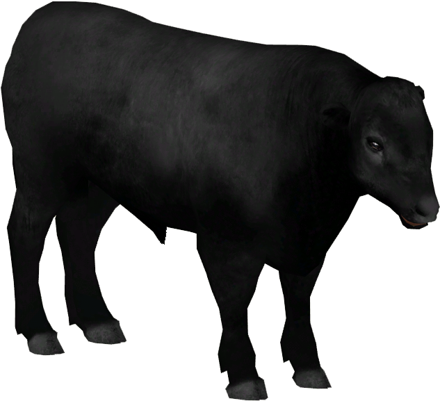 Download Aberdeen Angus Cattle - Full Size PNG Image - PNGkit