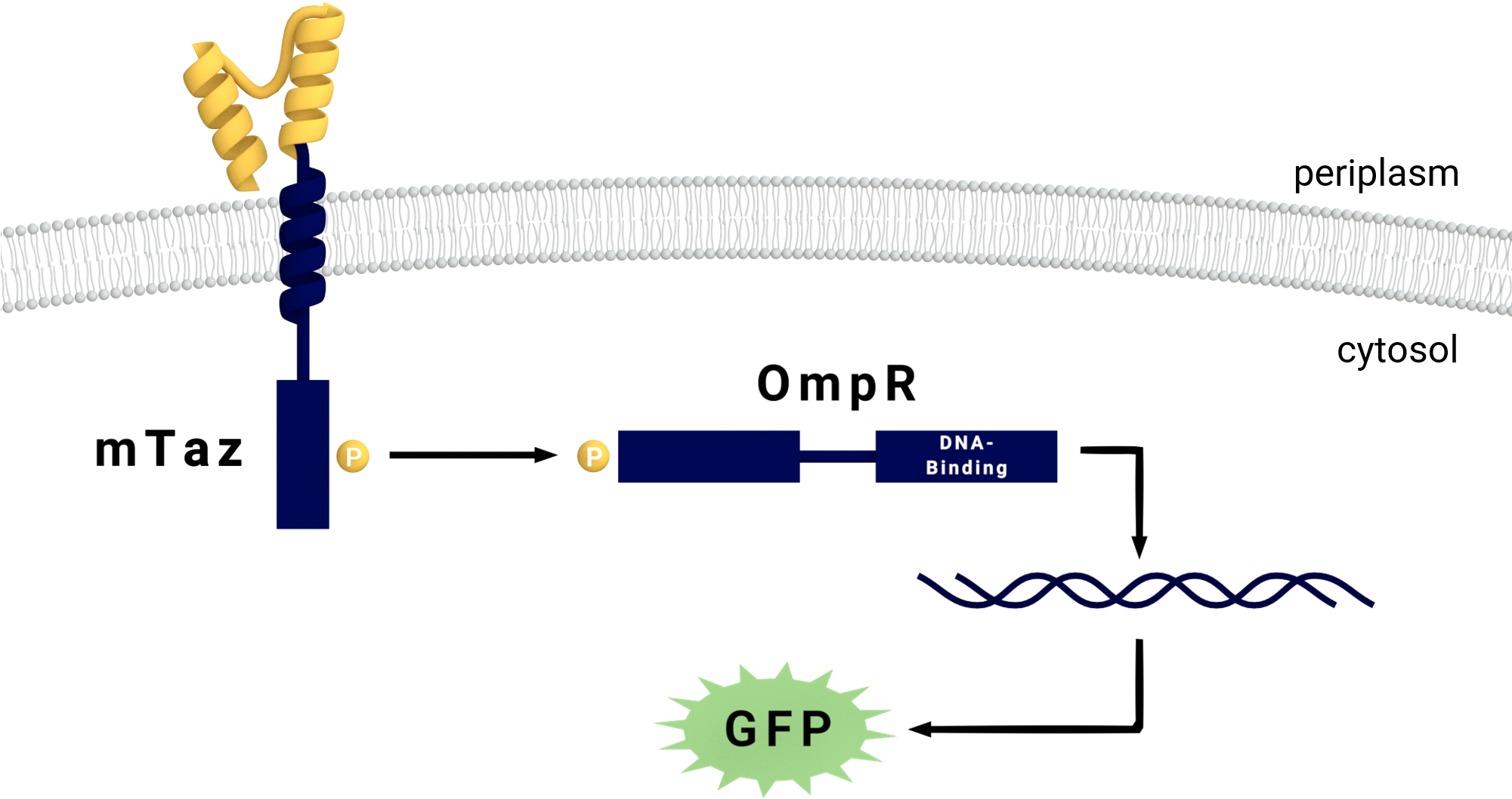 Download Mtaz Pathway In E - Full Size PNG Image - PNGkit