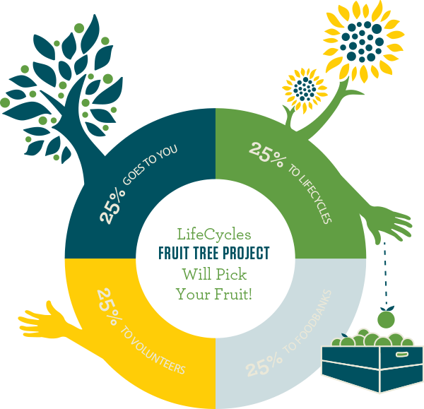 Download Fruit-distribution - Full Size PNG Image - PNGkit