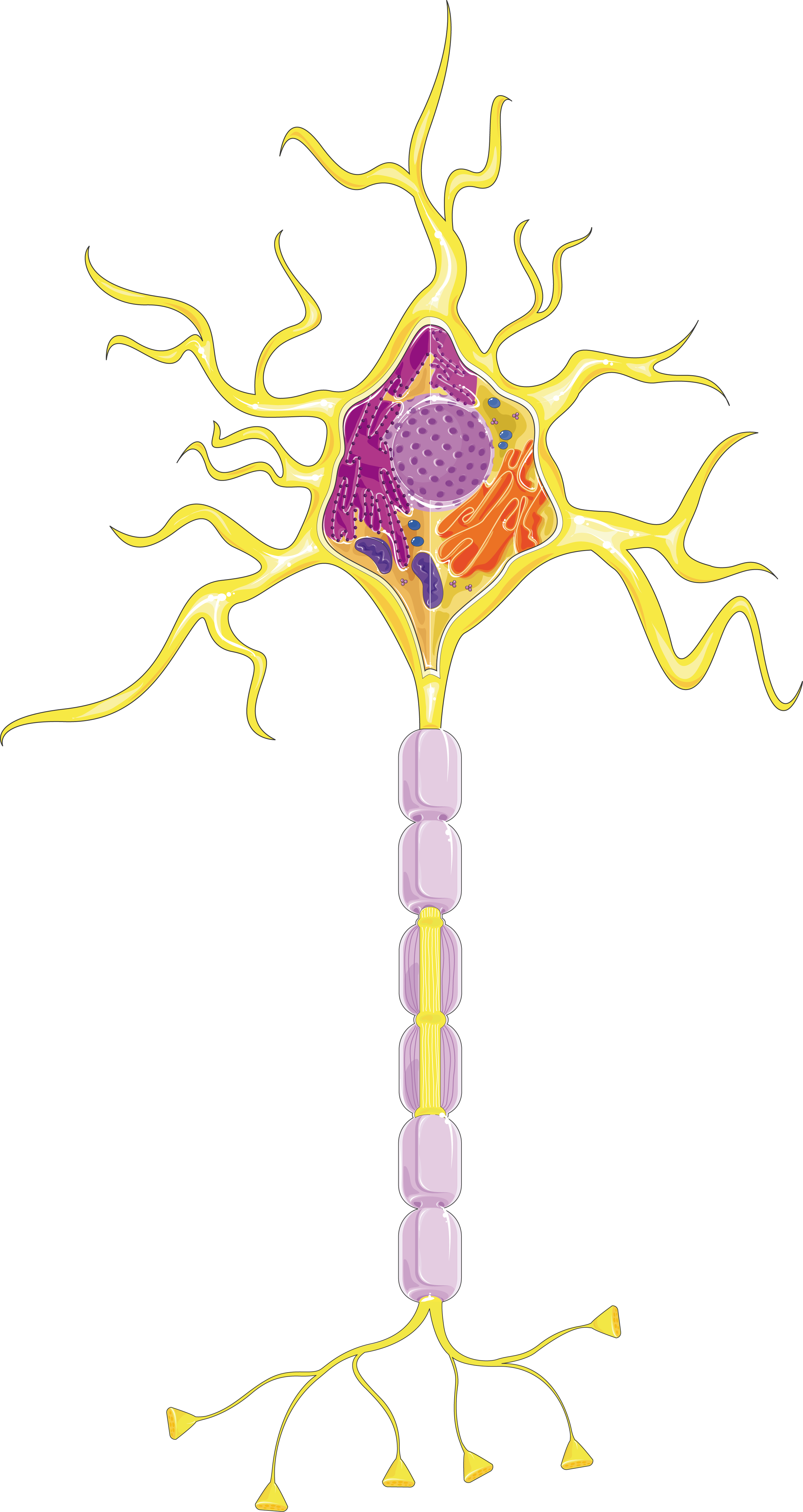 Download Neuron - Full Size PNG Image - PNGkit
