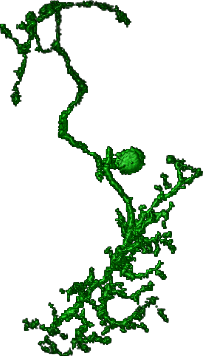 Download Neuron Png - Full Size PNG Image - PNGkit