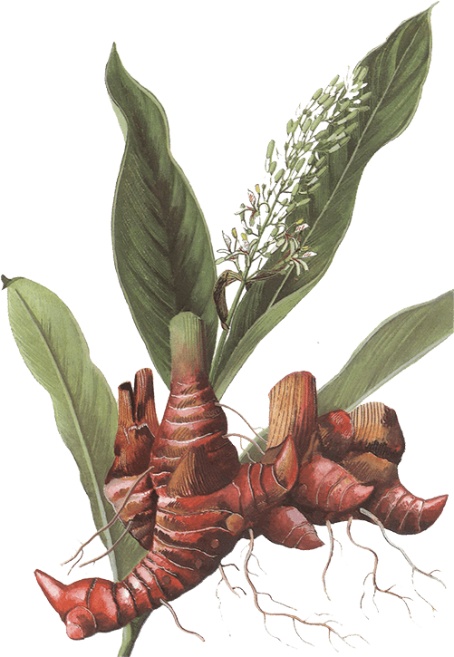 Download Prev - Full Size PNG Image - PNGkit