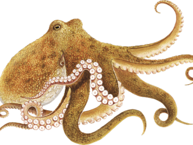 Download Octopus.png - Full Size PNG Image - PNGkit
