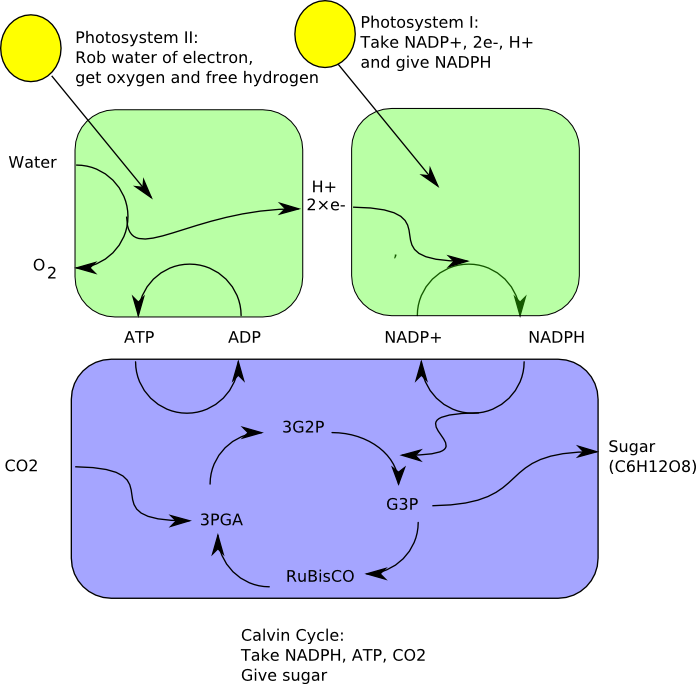 Download Photosynthesis - Full Size PNG Image - PNGkit