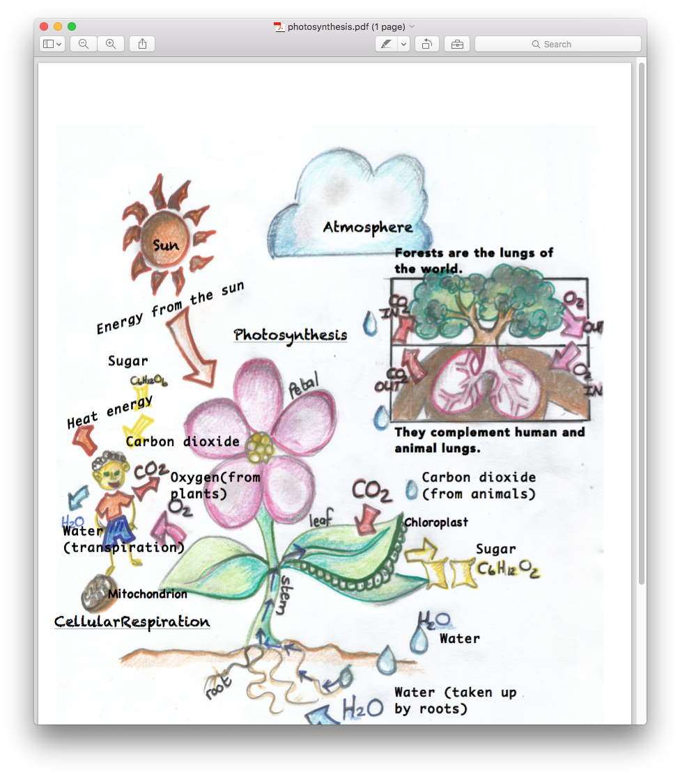 Download Photosynthesis And Cellular Respiration - Full Size PNG Image ...
