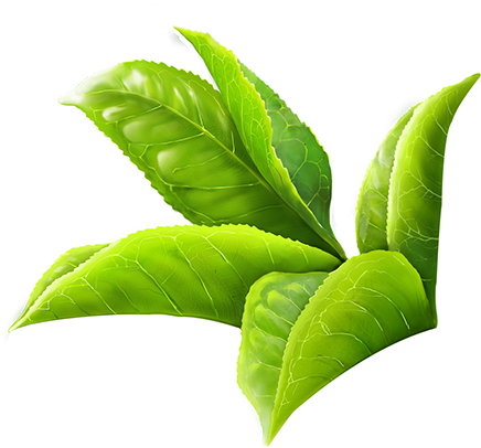 Download Transparent Green Tea Leaves Png Clipart Freeuse - Green Tea ...