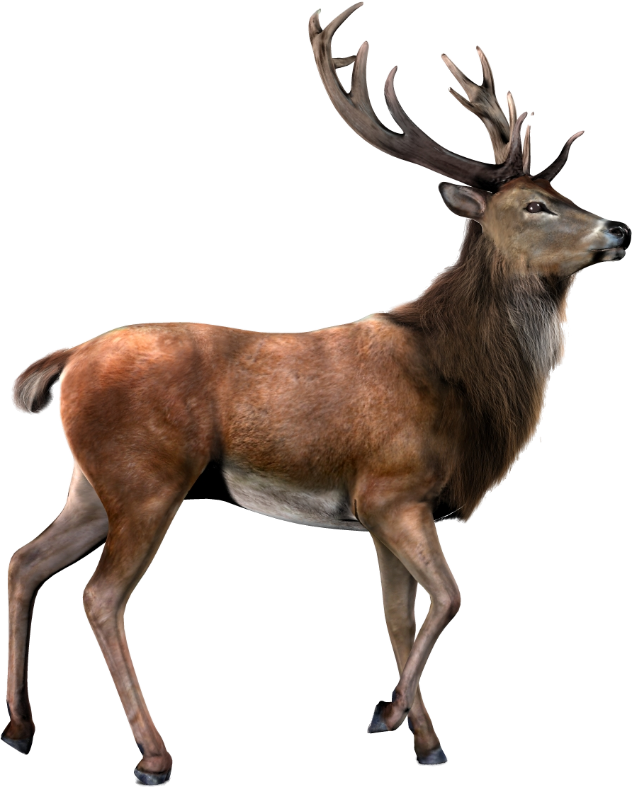 Download Deer With Transparent Background Png - Best Gift - Hunters ...