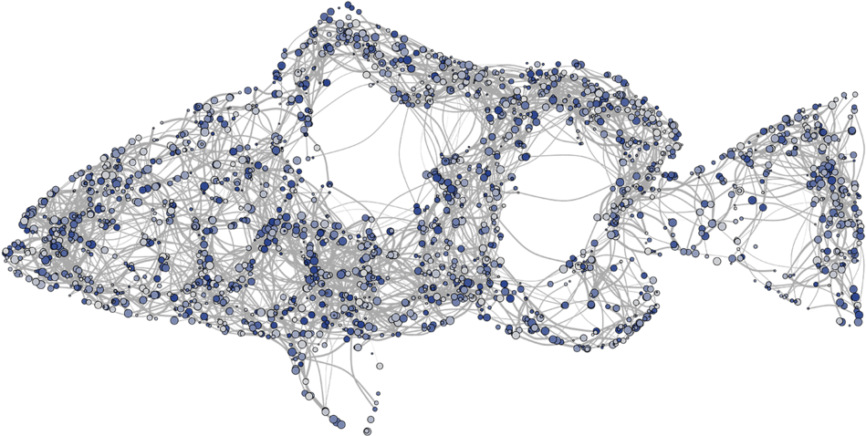 Download Fish Diff 01-01 - Full Size PNG Image - PNGkit