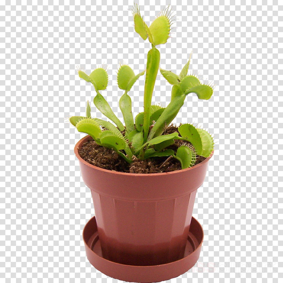 Download Venus Fly Trap No Background Clipart Venus Flytrap - Full Size ...