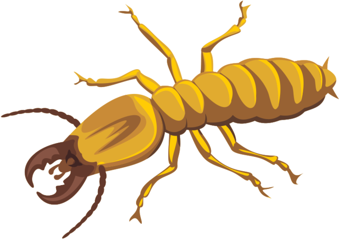 Download Termite Png Photos - Full Size PNG Image - PNGkit